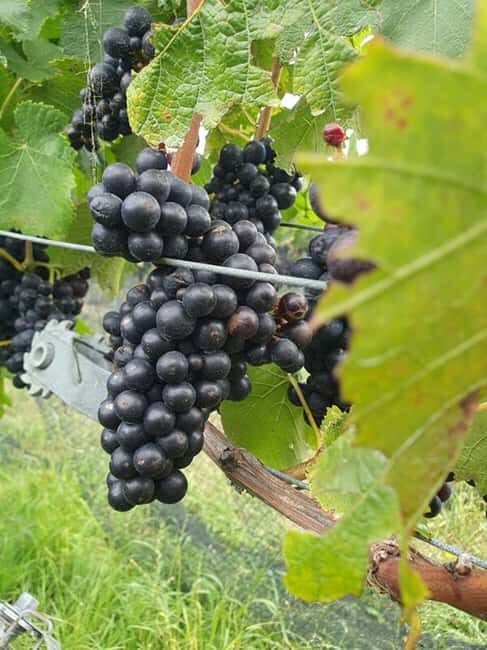 Nelson: Marlborough Wine Tour with Tastings and Lunch - Visiting Boutique Wineries