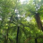 Nelson: Nelson Lakes National Park Day Trip with Lunch - Detailed Breakdown of the Itinerary