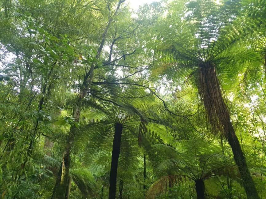 Nelson: Nelson Lakes National Park Day Trip with Lunch - Detailed Breakdown of the Itinerary