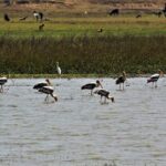 Nepal Birding - Who Should Consider This Tour?