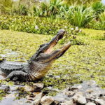 New Orleans: Airboat Swamp Adventure with Transportation - The Transportation and Logistics