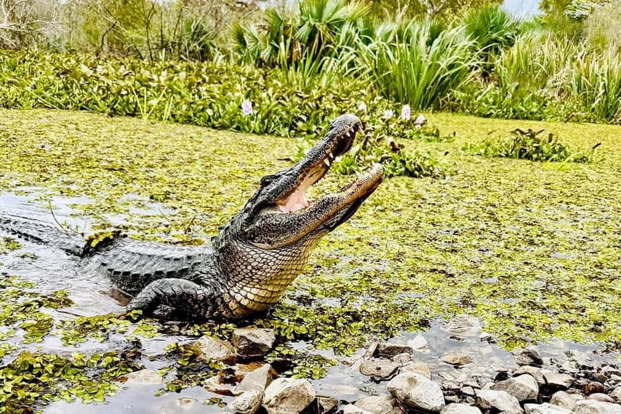 New Orleans: Airboat Swamp Adventure with Transportation - The Transportation and Logistics