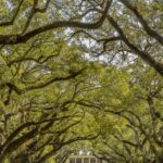 New Orleans: Bayou Swamp Tour and Oak Alley Plantation Tour - Who Would Love This Tour?