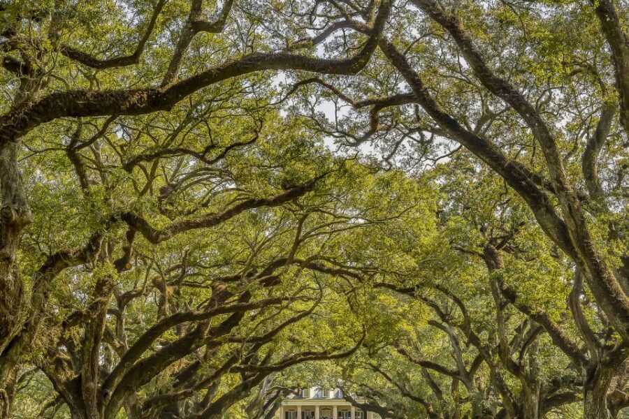 New Orleans: Bayou Swamp Tour and Oak Alley Plantation Tour - Who Would Love This Tour?