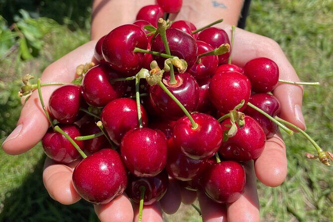 New South Wales Cherry Picking Tour - The Sum Up