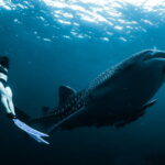 New Whale Shark Encounter Experience in Cancun !! - Why It’s Worth Considering