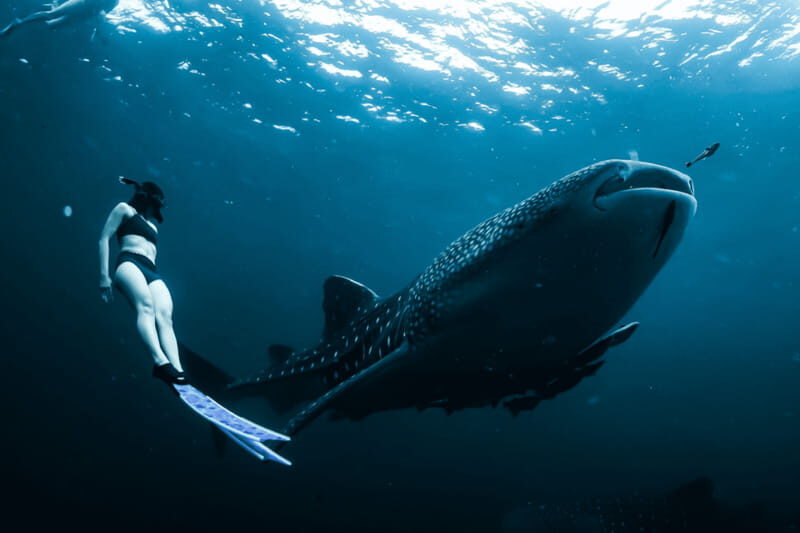 New Whale Shark Encounter Experience in Cancun !! - Why It’s Worth Considering