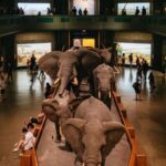 New York City: American Museum of Natural History Ticket - Navigating the Museum: What You’ll See and Do