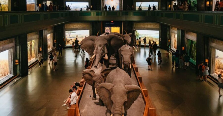New York City: American Museum of Natural History Ticket - Navigating the Museum: What You’ll See and Do