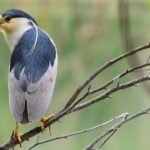 New York Urban Wildlife Sunset Boat Tour - Who Should Consider This Tour?