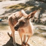 Newcastle: Animal Lovers Tour - Kangaroos, Dolphins & more! - Final Thoughts: Is It Worth It?