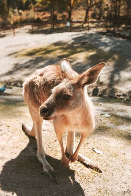 Newcastle: Animal Lovers Tour - Kangaroos, Dolphins & more! - Final Thoughts: Is It Worth It?