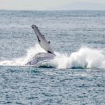 Newcastle: Humpback Whale Watching Cruise and Harbor Tour - Whale Watching in Newcastle: Why It Matters