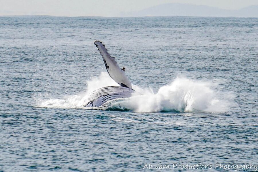 Newcastle: Humpback Whale Watching Cruise and Harbor Tour - Whale Watching in Newcastle: Why It Matters
