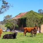Newcastle: Hunter Valley River & Farm Tour with BBQ - Conclusions: Is It Worth It?