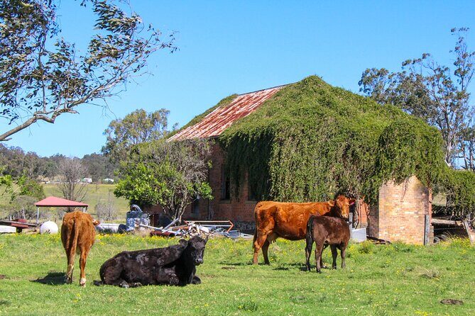 Newcastle: Hunter Valley River & Farm Tour with BBQ - Conclusions: Is It Worth It?