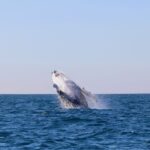 Newcastle: Small Group Humpback Whale Encounter Tour - Discovering Newcastle’s Coastal Wilderness
