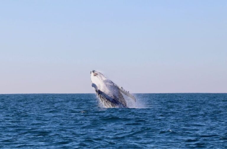Newcastle: Small Group Humpback Whale Encounter Tour - Discovering Newcastle’s Coastal Wilderness