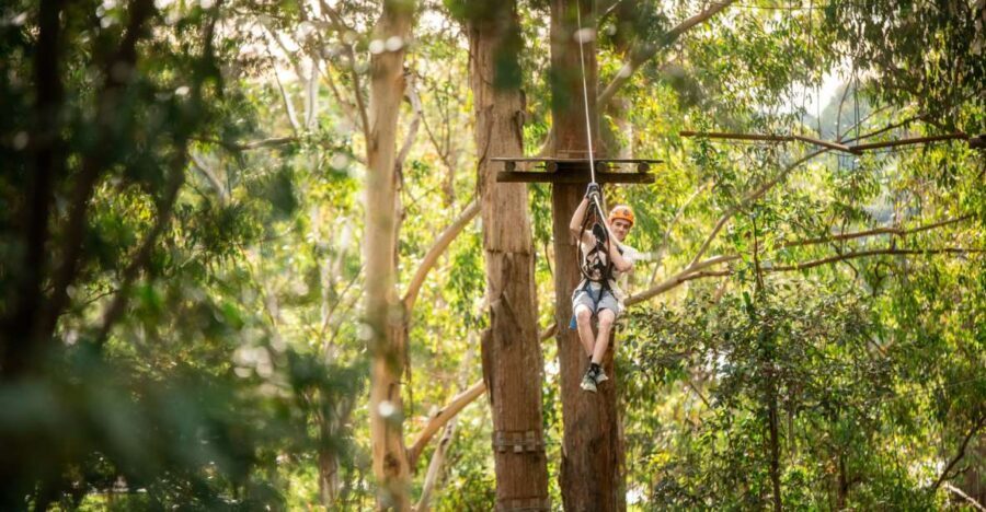 Newcastle: Tree Ropes Course Adventure - A Closer Look at the Experience