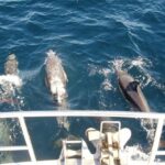 Newcastle Whale Watching Cruise - Who Will Love This Tour?