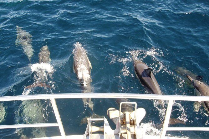 Newcastle Whale Watching Cruise - Who Will Love This Tour?