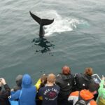 Newfoundland Puffin and Whale Watch Cruise - FAQ