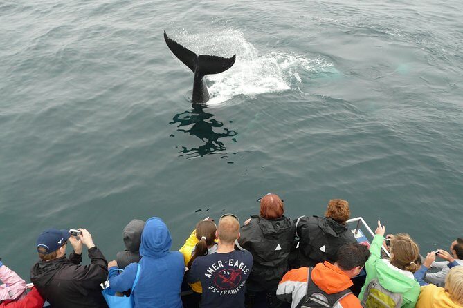 Newfoundland Puffin and Whale Watch Cruise - FAQ