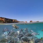 Newport: Moreton Island Snorkeling Tour with Lunch - Practical Details and Value