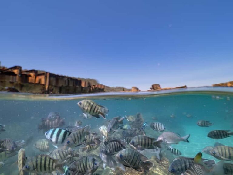 Newport: Moreton Island Snorkeling Tour with Lunch - Practical Details and Value