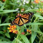 Niagara Falls, Canada: Butterfly Conservatory Admission - The Experience for Visitors — What To Expect