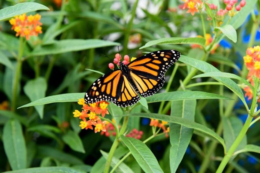 Niagara Falls, Canada: Butterfly Conservatory Admission - The Experience for Visitors — What To Expect