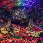 Niagara Falls, Canada: Winter Wonder Tour - Exploring the Highlights