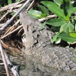Nichupte Lagoon Wildlife Tour - Highlights of the Experience