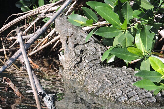 Nichupte Lagoon Wildlife Tour - Highlights of the Experience