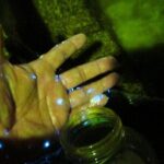 Night Kayak Tour Relax Under the Natural Glow of Sea Fireflies - The Sum Up