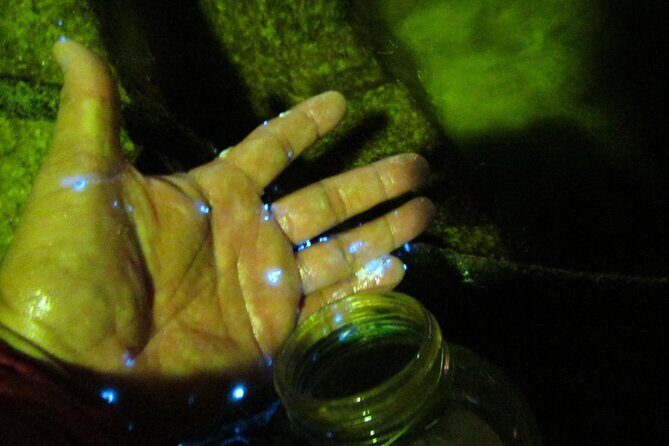 Night Kayak Tour Relax Under the Natural Glow of Sea Fireflies - The Sum Up
