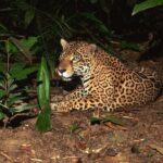 Night Safari Tour with Transfer - Real Experiences: What Travelers Say