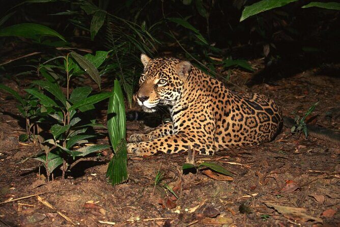 Night Safari Tour with Transfer - Real Experiences: What Travelers Say