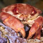 Night Snorkeling - Itinerary and Highlights