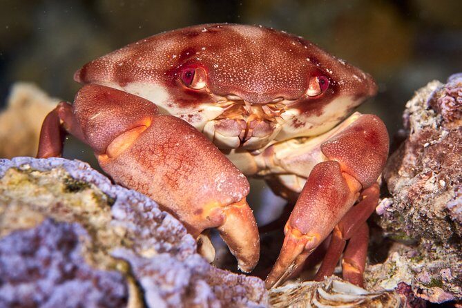 Night Snorkeling - Itinerary and Highlights