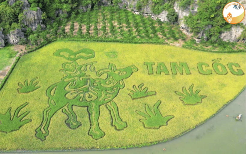 NINH BINH DAY TRIP: HOA LU,MUA CAVES &THUNG NHAM BIRD VALLEY - Who Is This Tour Best For?