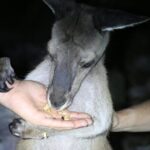 Nocturnal Wildlife Tour from Busselton or Dunsborough - Exploring the Nocturnal Wildlife Tour