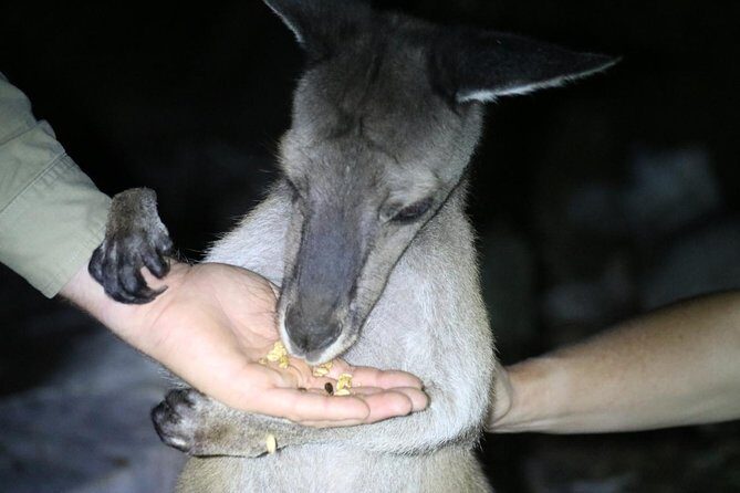 Nocturnal Wildlife Tour from Busselton or Dunsborough - Exploring the Nocturnal Wildlife Tour