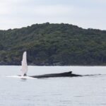 Noosa: Humpback Whale Watching Tour - Authentic Perspectives from Travelers