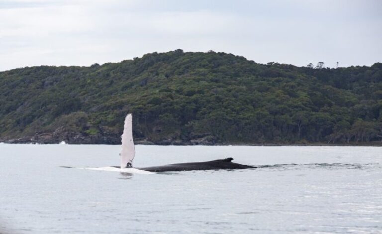 Noosa: Humpback Whale Watching Tour - Authentic Perspectives from Travelers