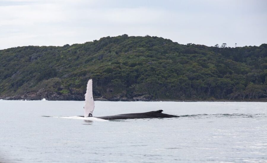 Noosa: Humpback Whale Watching Tour - Authentic Perspectives from Travelers