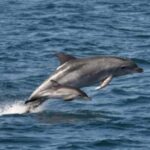 Noosa: National Park and Dolphin Watching Safari - Itinerary Breakdown: What to Expect