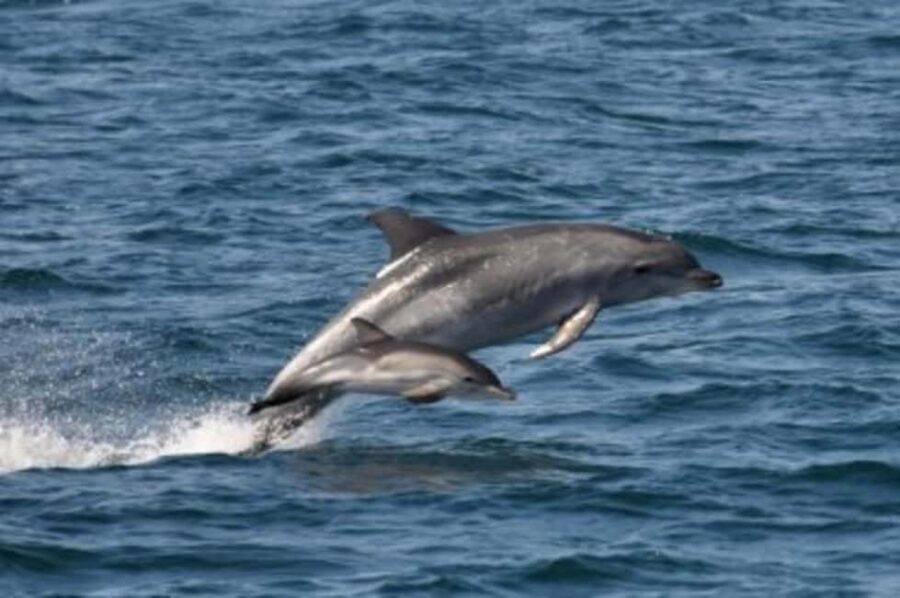 Noosa: National Park and Dolphin Watching Safari - Itinerary Breakdown: What to Expect