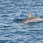 Noosa Ocean adventure & Dolphin Safari. - What’s Included and What You Need to Know