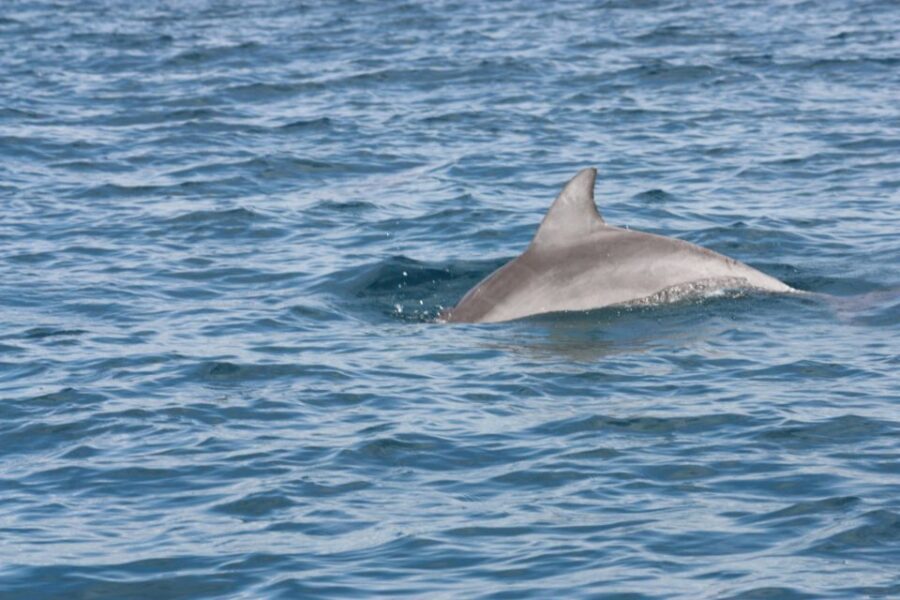 Noosa Ocean adventure & Dolphin Safari. - What’s Included and What You Need to Know